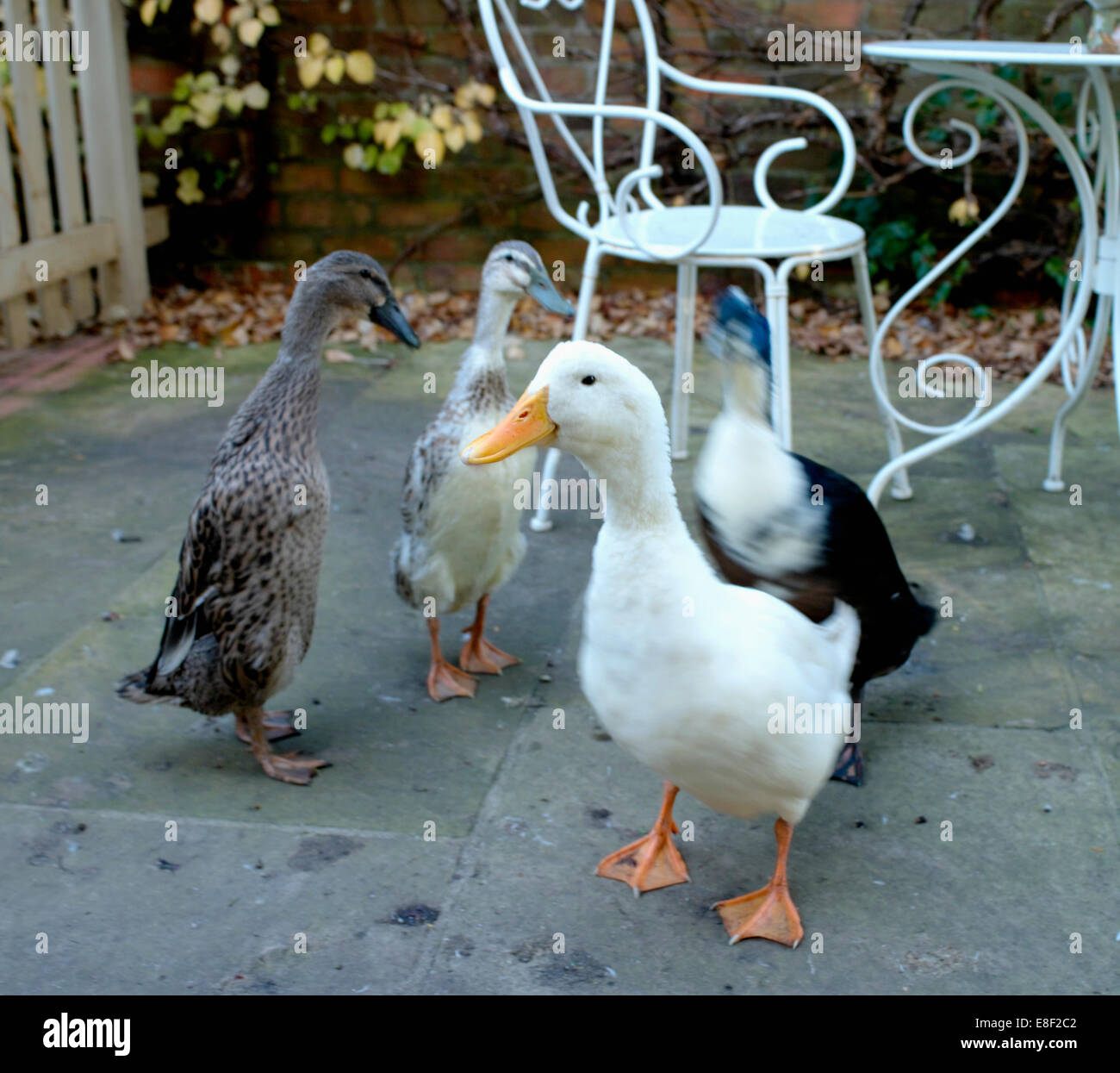 Ducks in garden hi-res stock photography and images - Alamy