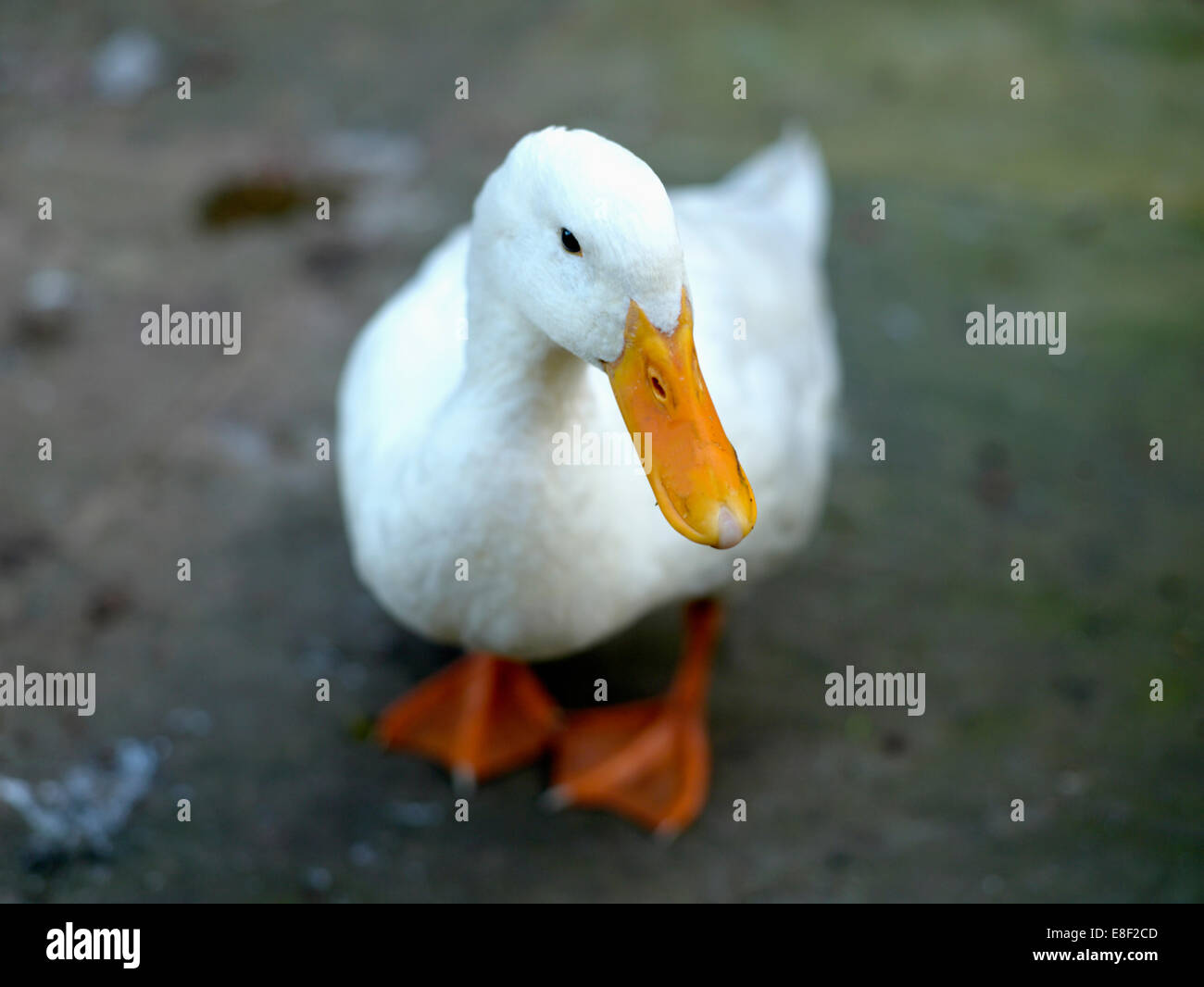 Close-up of a white duck Stock Photo - Alamy
