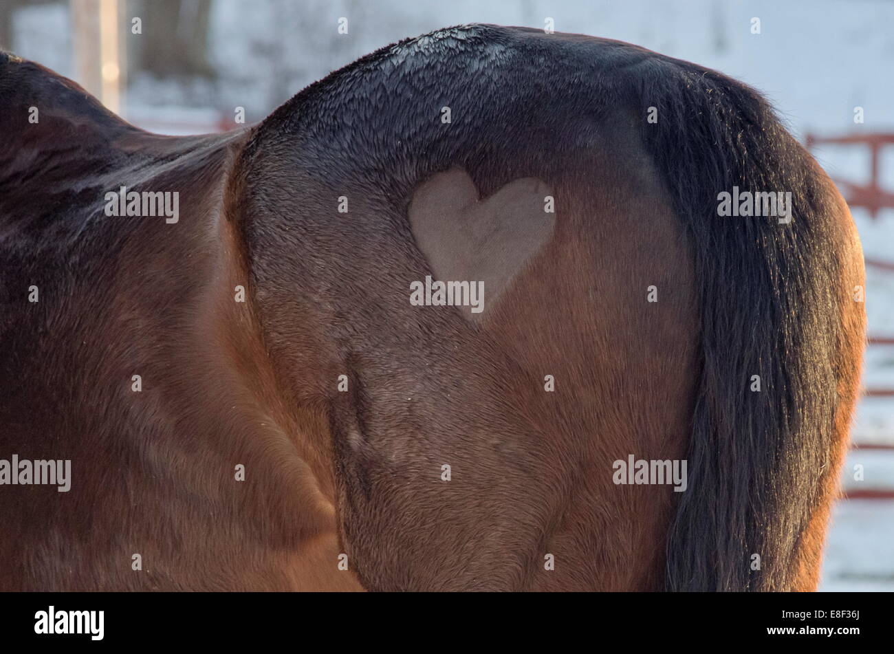Horse with a Heart Stock Photo - Alamy