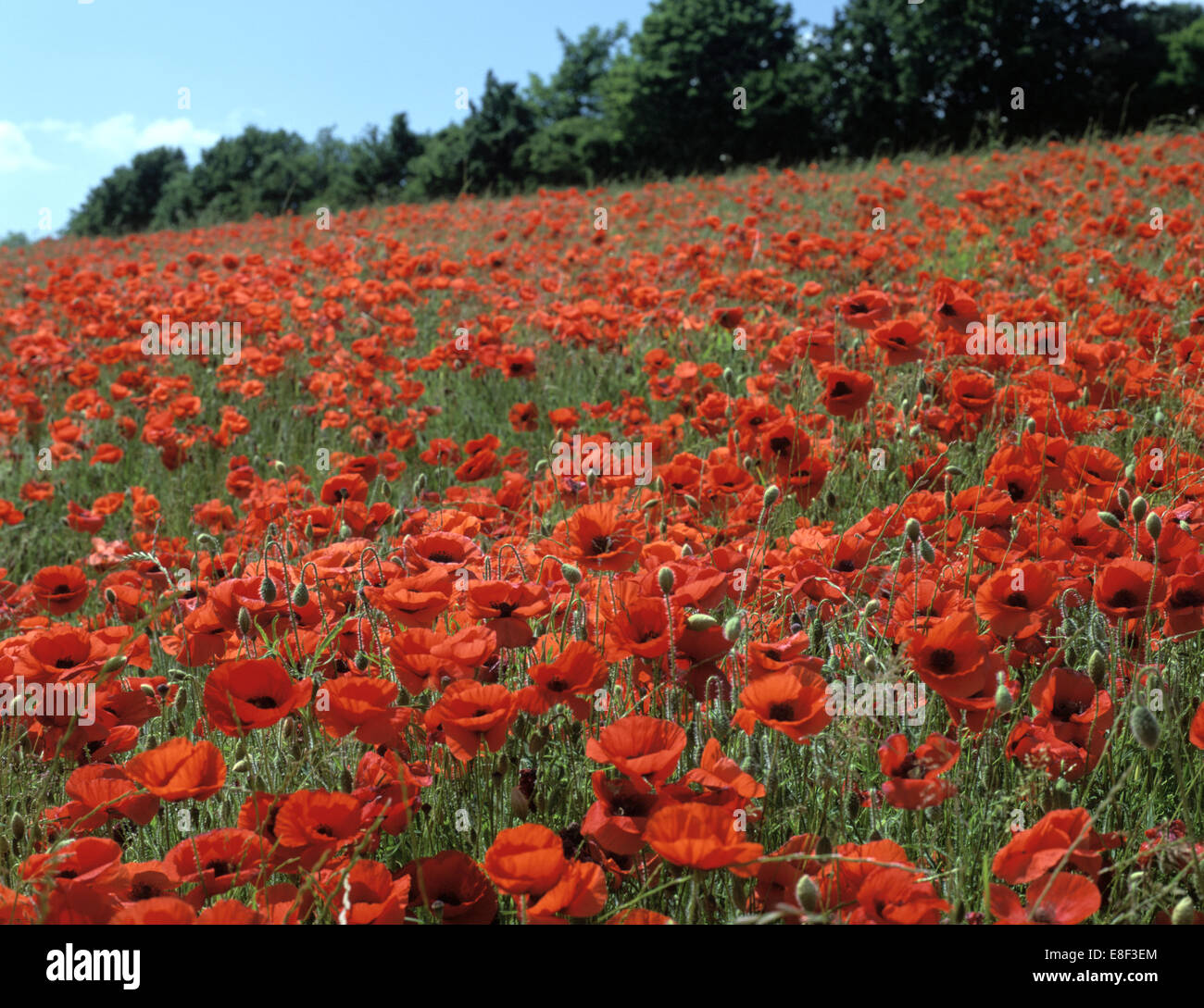 Ww2 poppy fields hi-res stock photography and images - Alamy