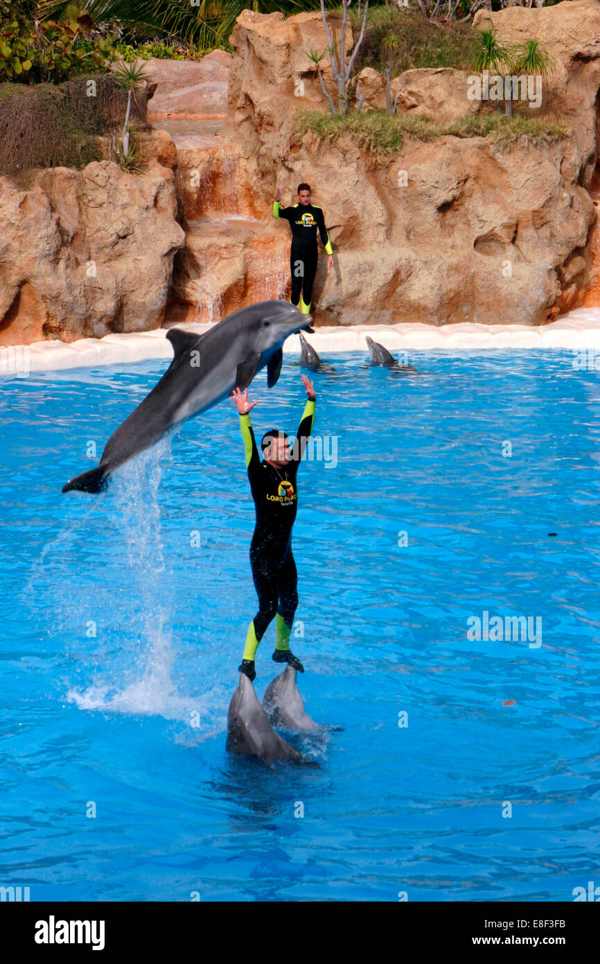 Dolphin show, Loro Parque, Tenerife, Canary Islands, 2007 Stock Photo ...