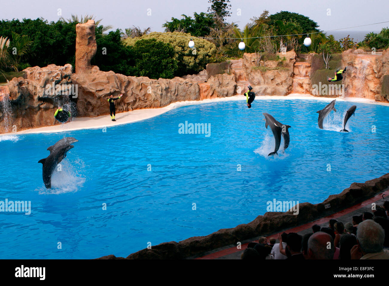 Dolphin show, Loro Parque, Tenerife, Canary Islands, 2007 Stock Photo ...