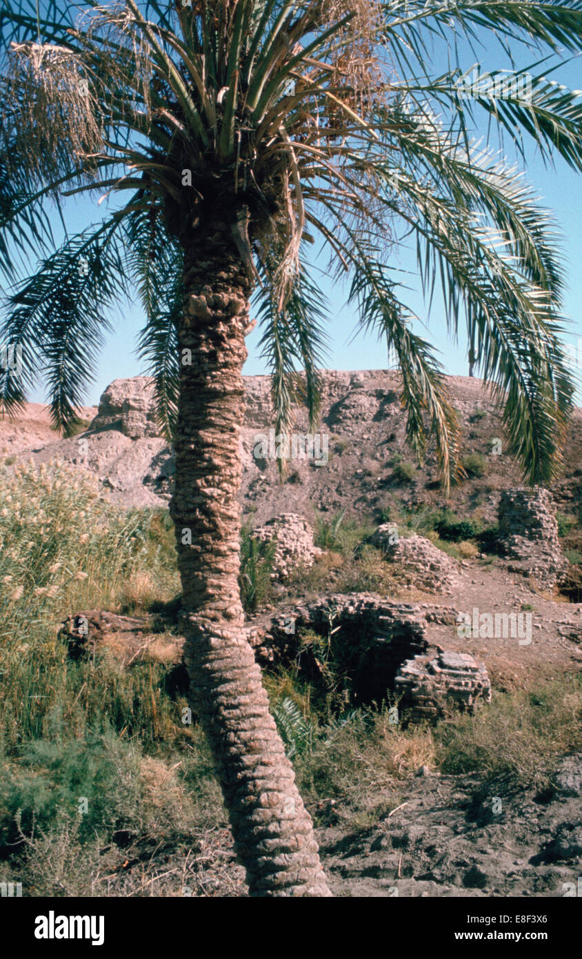 Iraq Landscape Palm Trees