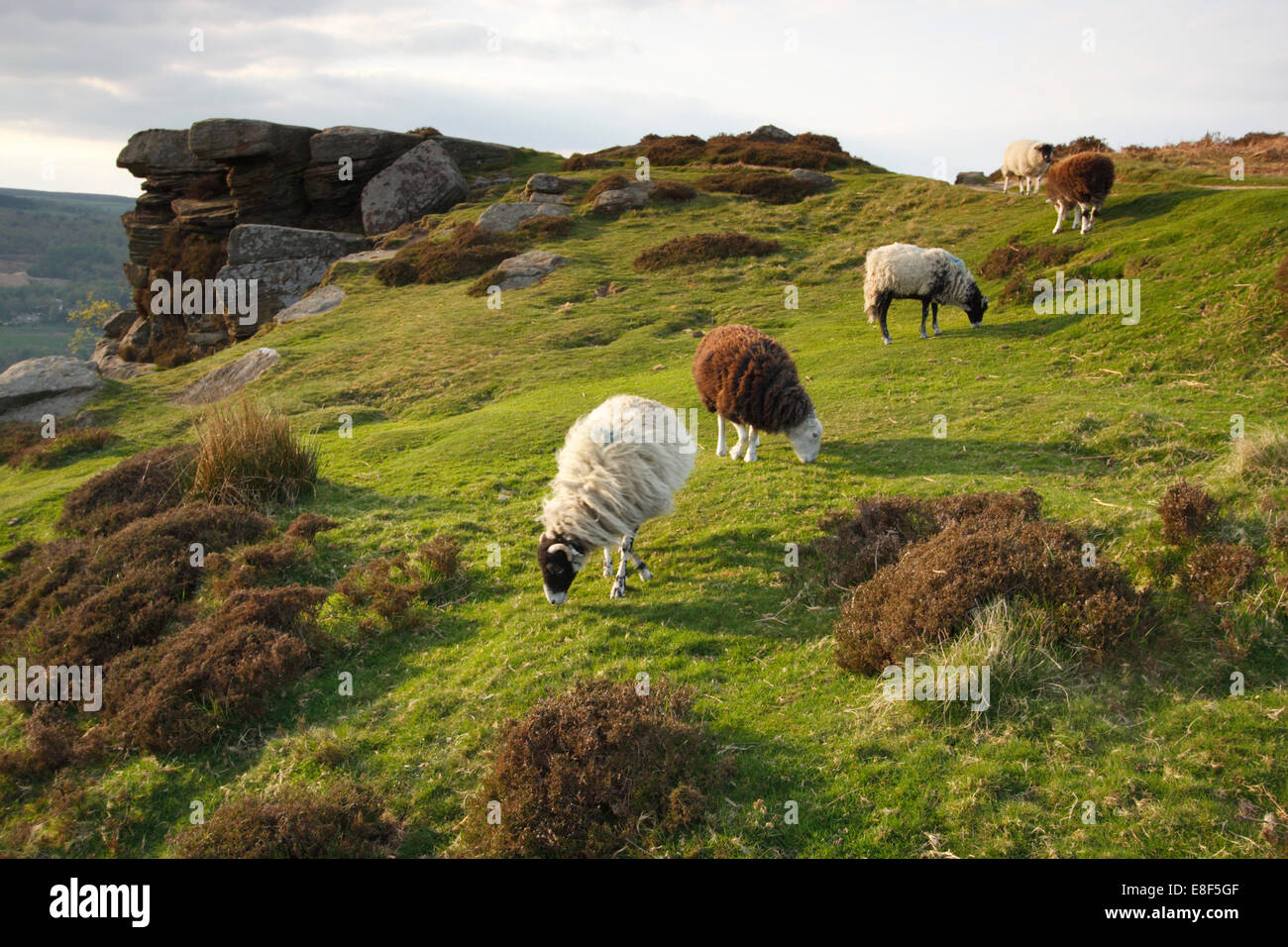Derbyshire gritstone sheep hi-res stock photography and images - Alamy