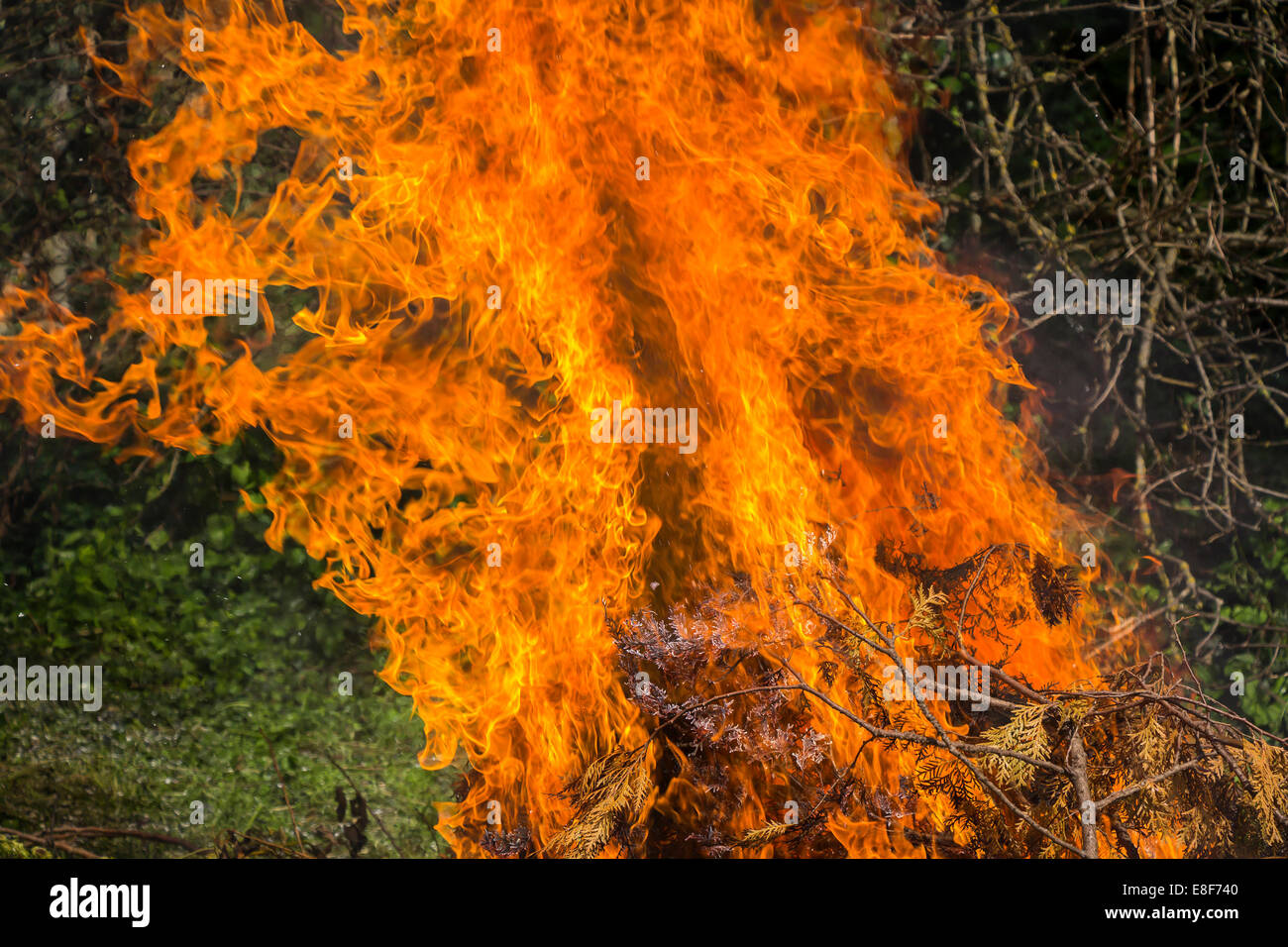 Large flames fire burning dry tree branches Stock Photo - Alamy