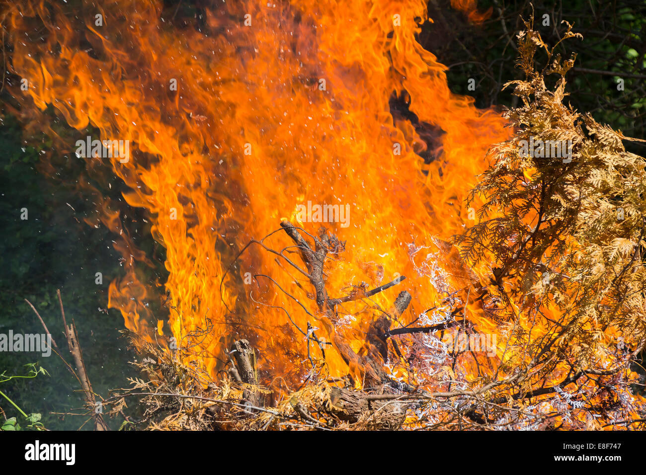 Large flames fire burning dry tree branches Stock Photo - Alamy