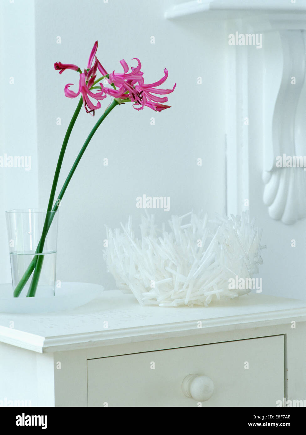 Nerines Flowers Stock Photos & Nerines Flowers Stock Images - Alamy