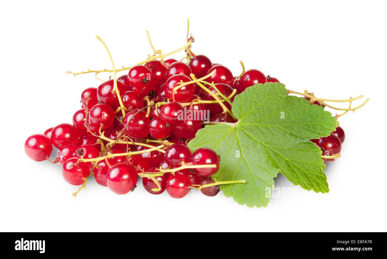 Bunch Of Red Currants With Currant Leaves Isolated On White Background ...