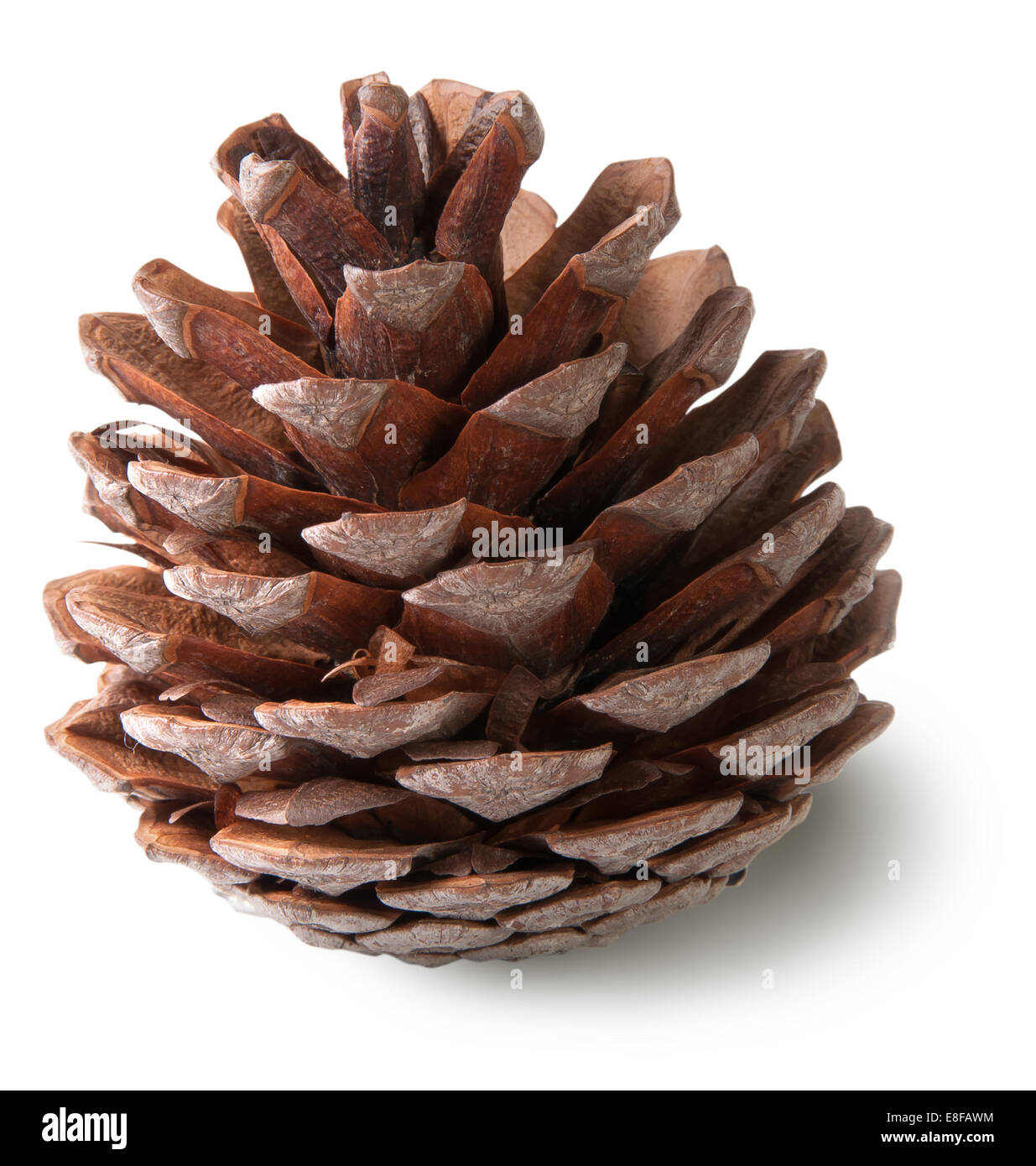 Juniper cone hi-res stock photography and images - Alamy