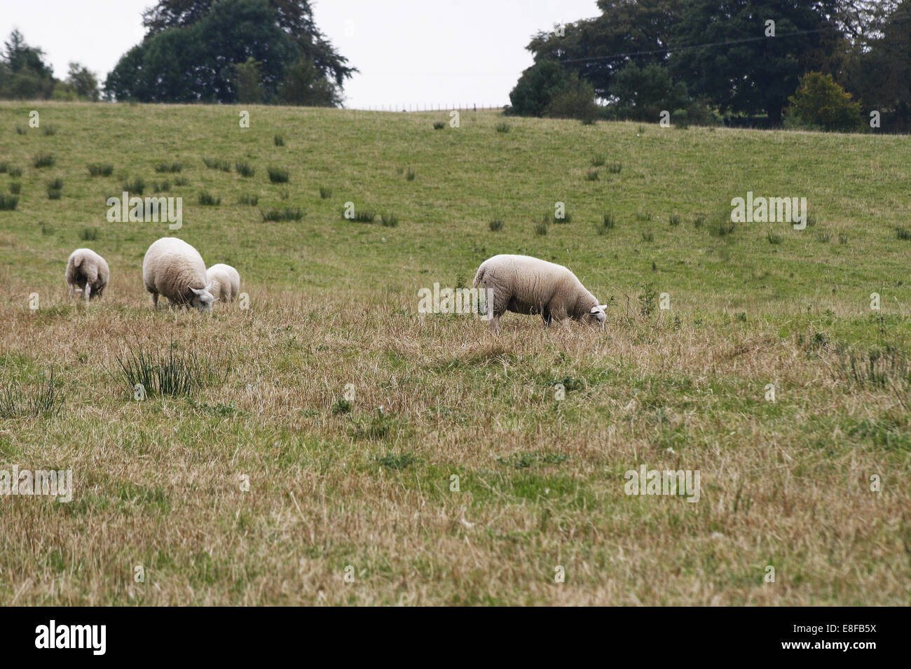 Sheep that graze hi-res stock photography and images - Alamy