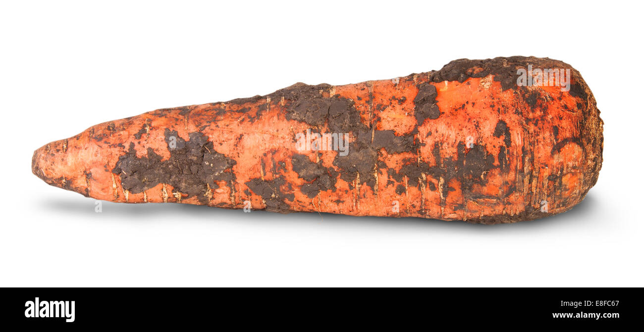 Single Dirty Carrot Isolated On White Background Stock Photo - Alamy