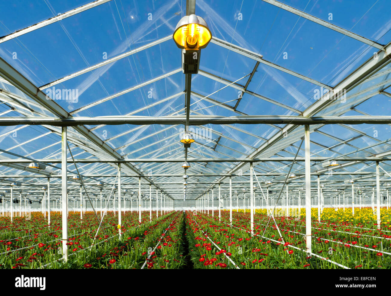 flowers cultivated in a large commercial greenhouse Stock Photo - Alamy