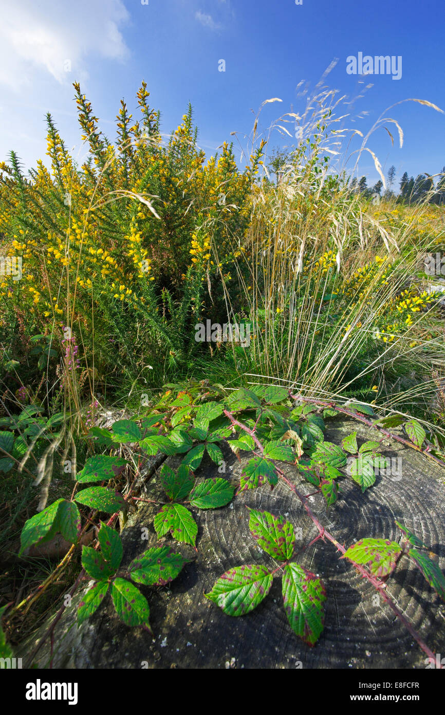 Softwood tree hi-res stock photography and images - Alamy