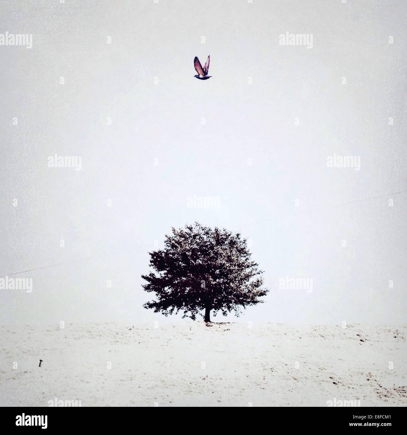 Bird flying over lone tree in rural landscape, South Korea Stock Photo ...
