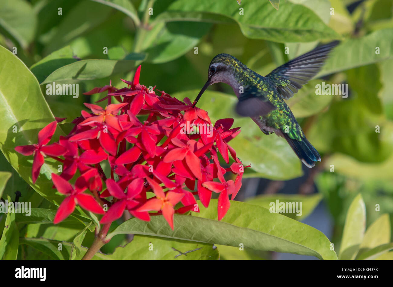 Small fast bird hi-res stock photography and images - Alamy