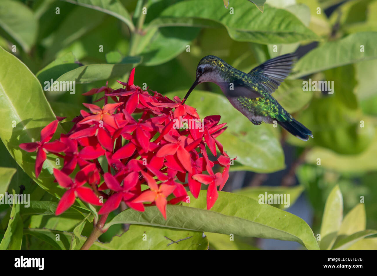 Small fast bird hi-res stock photography and images - Alamy