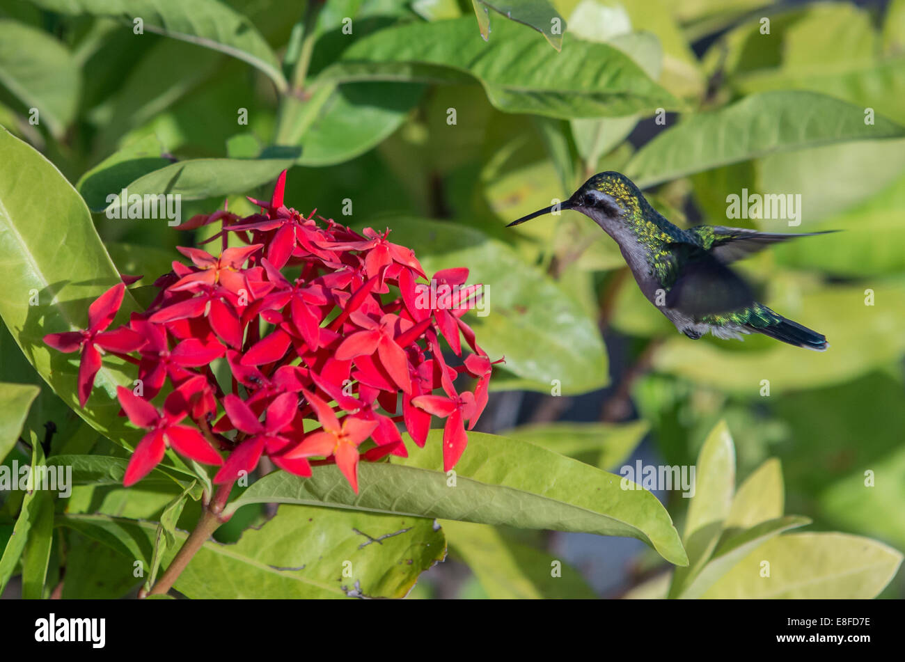 Small fast bird hi-res stock photography and images - Alamy