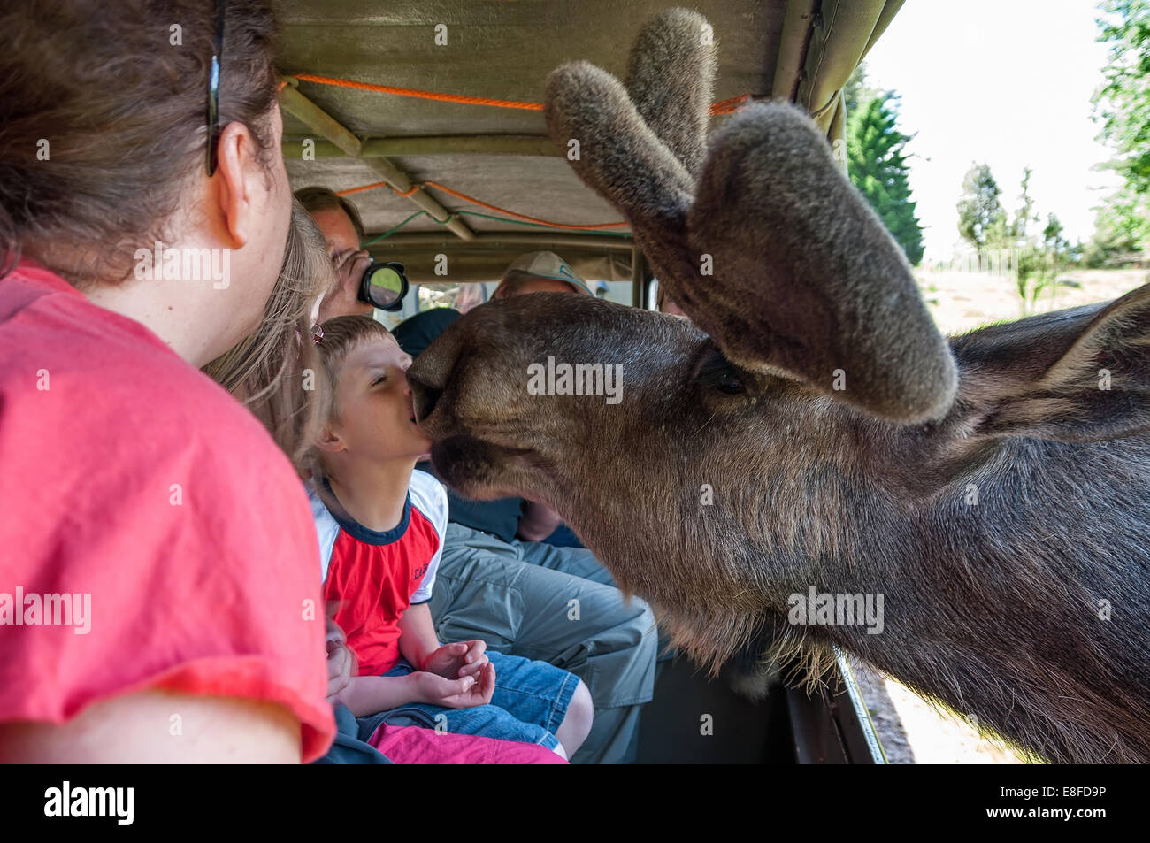 Boy elk hi-res stock photography and images - Alamy