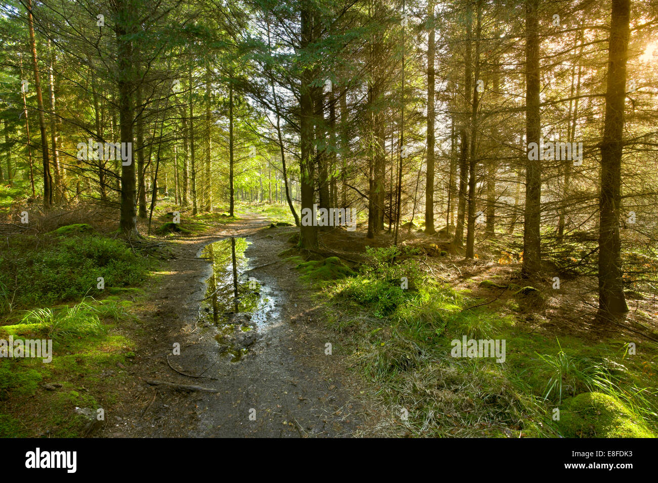 Pathway leading into the distance through a sunlit conifer woodland ...