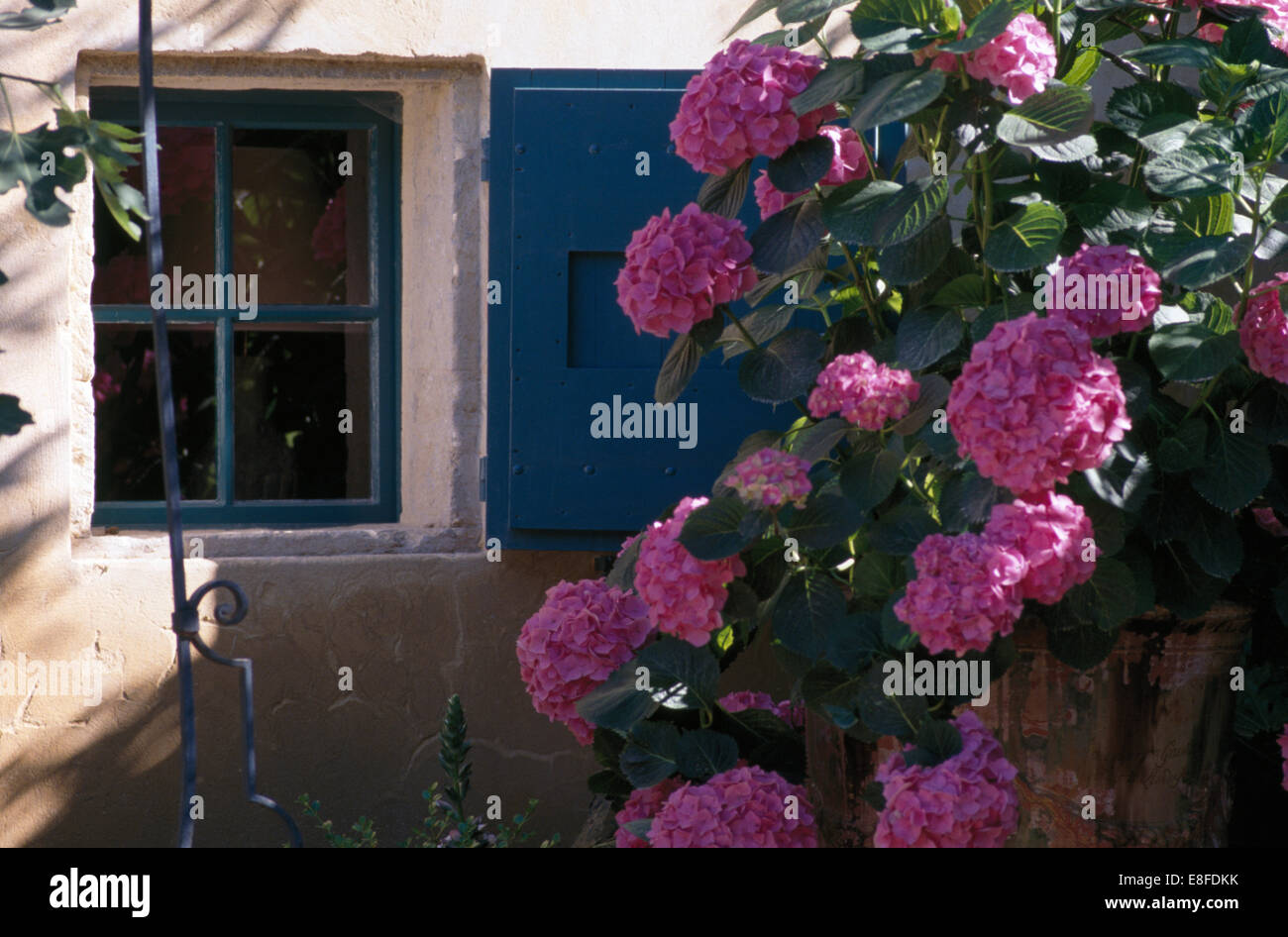 Pink hydrangea growing beside small window with blue shutter Stock ...