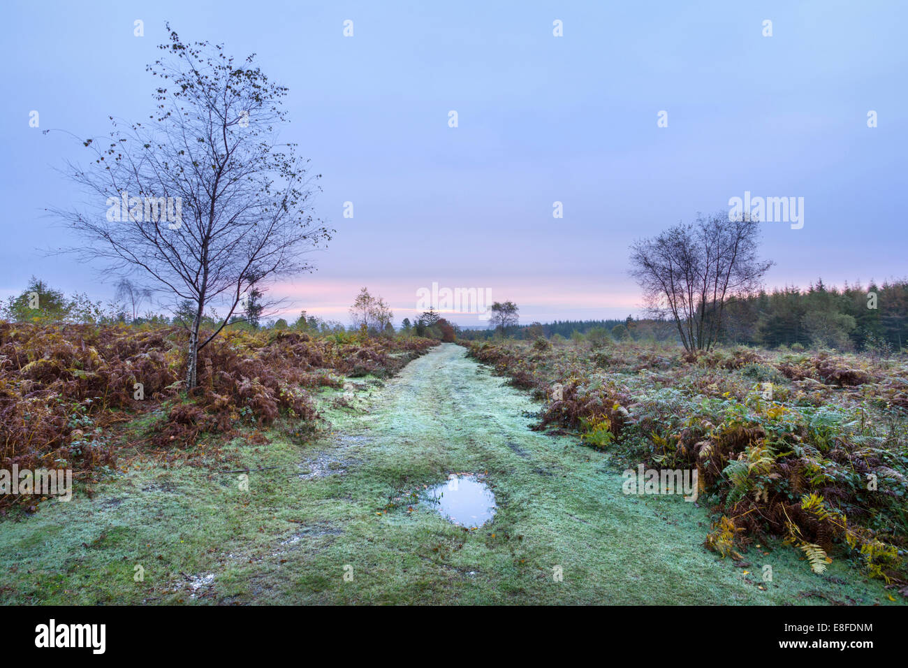 Pathway leading into the distance across the moor Stock Photo - Alamy