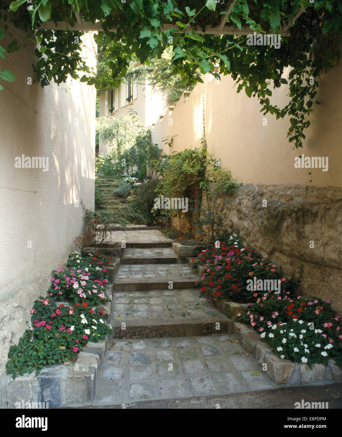 Shallow paved steps lined with busy lizzies and overhung with an ivy ...