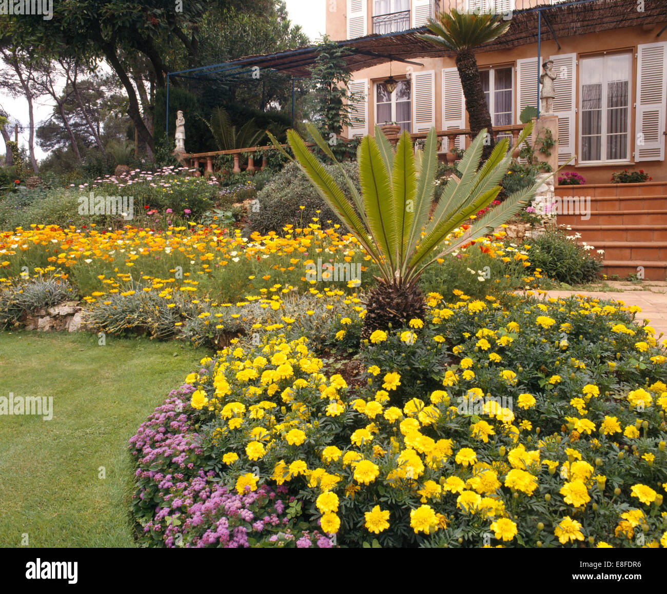 Yellow tagetes with mauve ageratum and Dicksonia fern in colorful ...