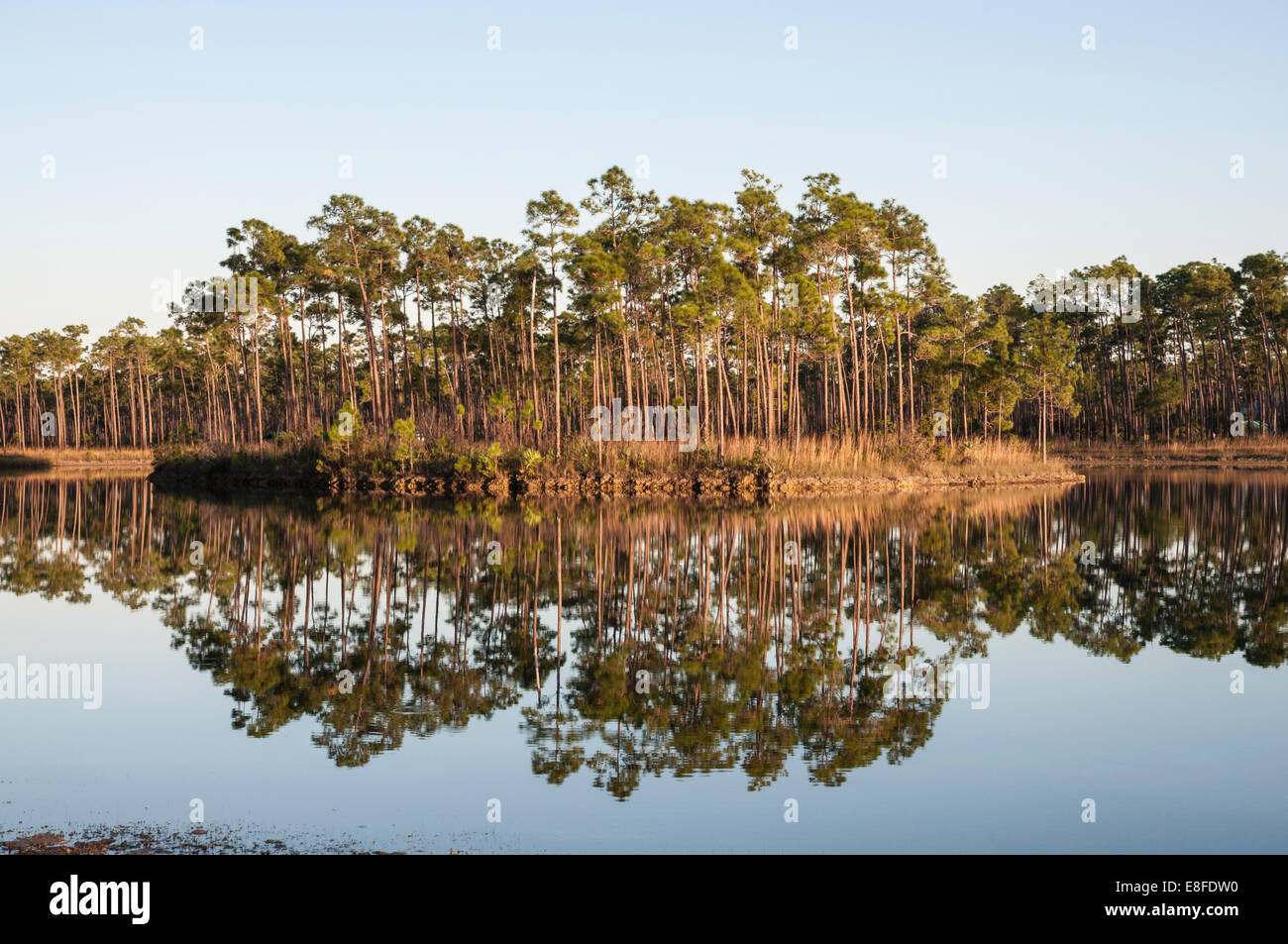 Cypress trees florida hi-res stock photography and images - Alamy
