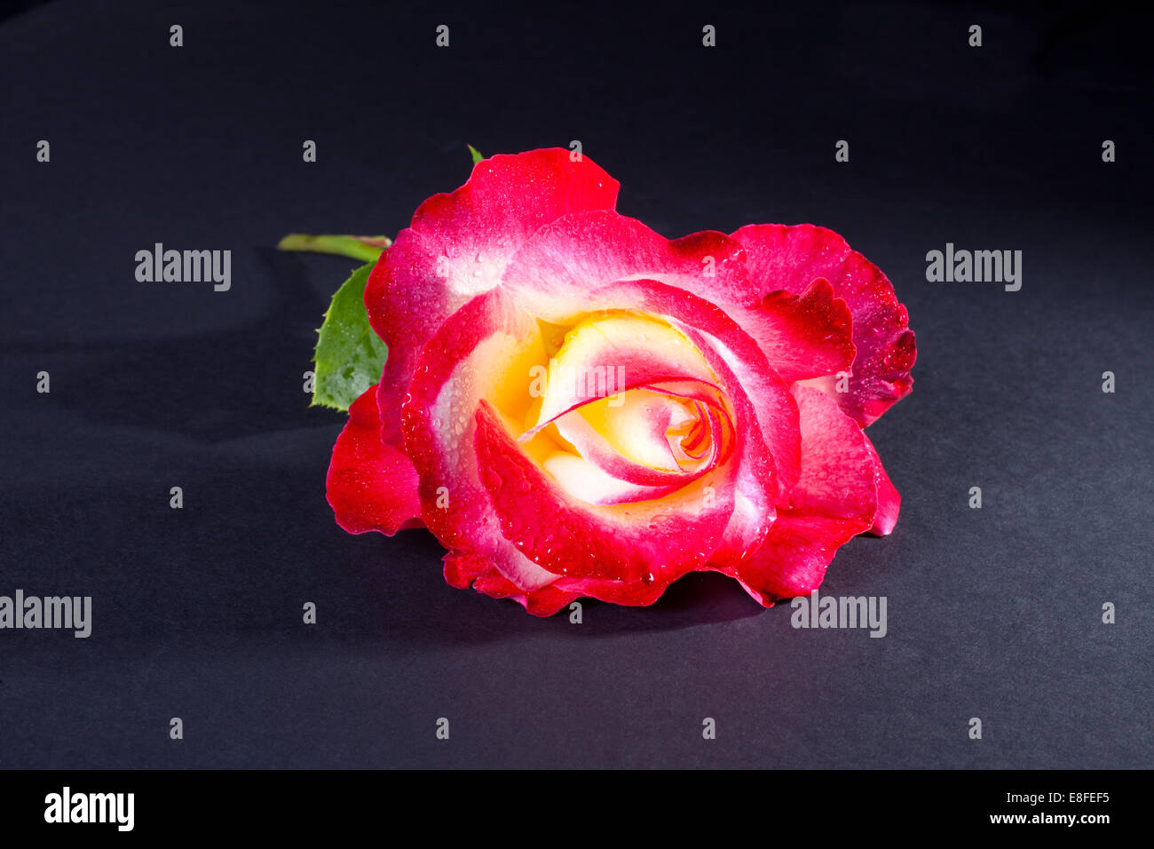 yellow red blend Rose on Black background Stock Photo - Alamy