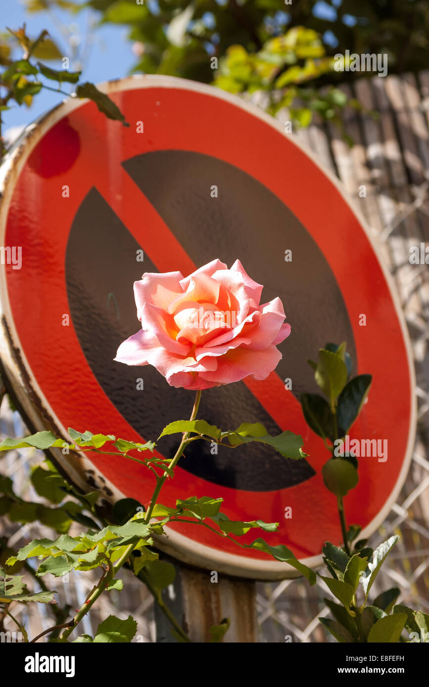 No rose parking Stock Photo - Alamy