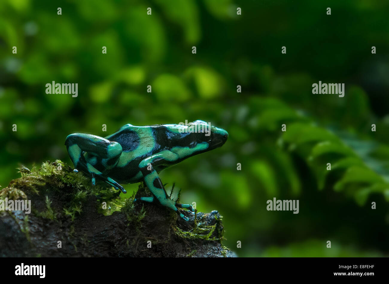 Green Poison Dart Frog Stock Photo - Alamy