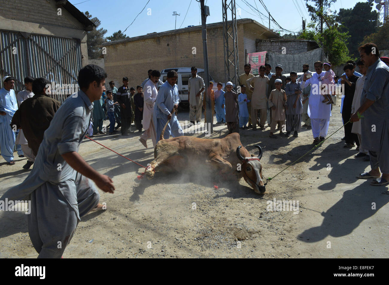 Quetta, Pakistan. 7th October, 2014. Muslims prepare to slaughter a cow ...
