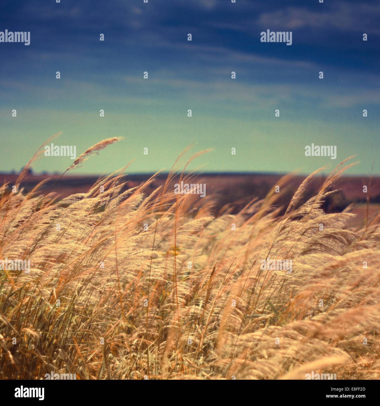 Close-up of wild grass Stock Photo - Alamy