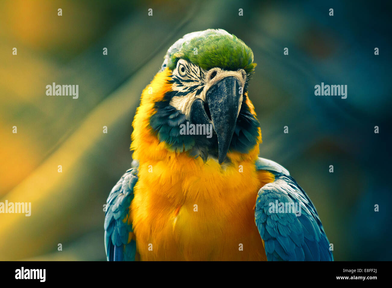 Portrait of a parrot Stock Photo - Alamy