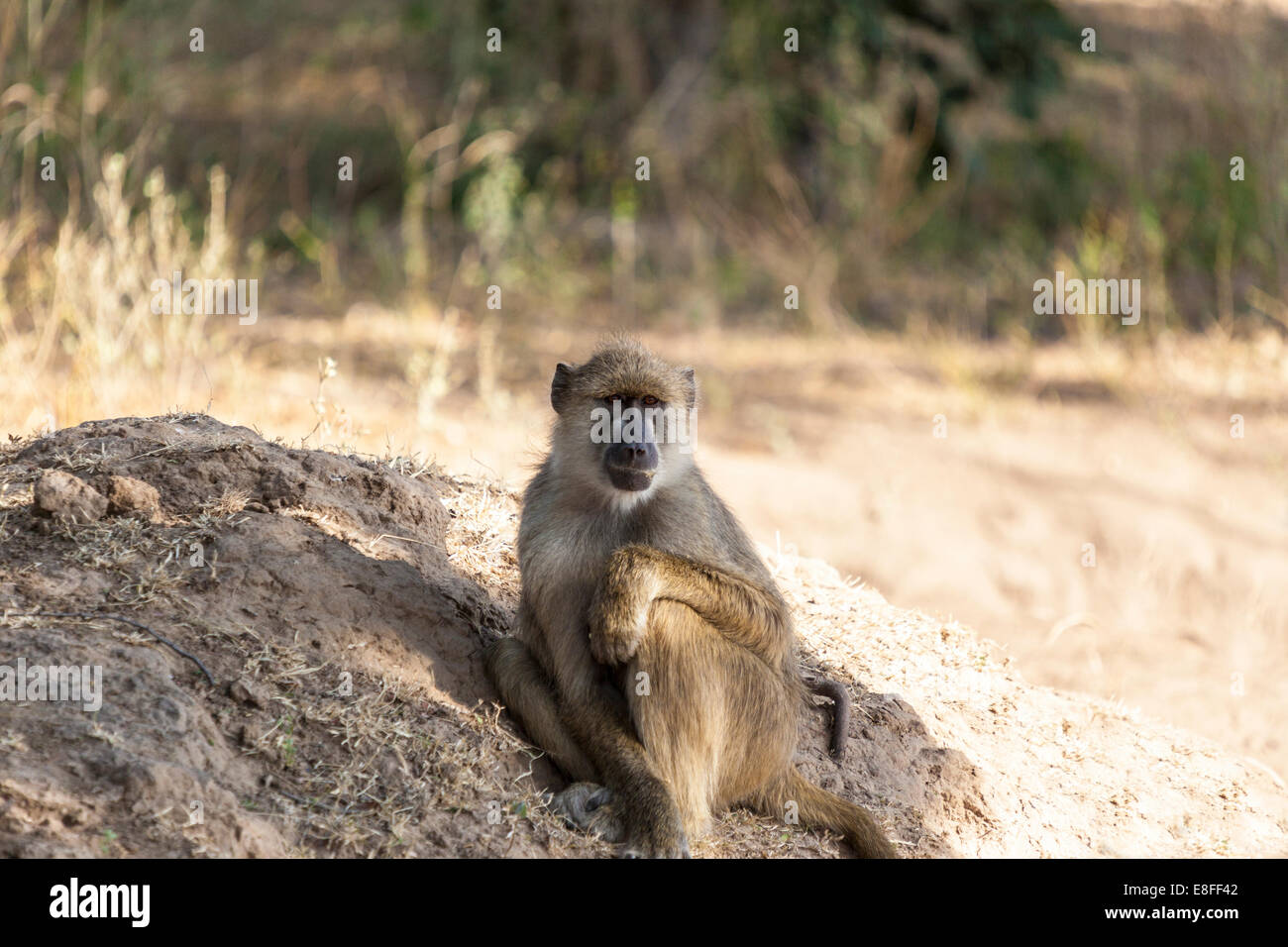 Baboon monkey hi-res stock photography and images - Alamy