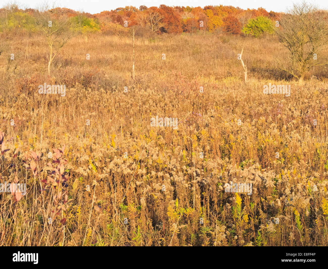 USA, Illinois, DuPage County, Darien, Prairie landscape in autumn Stock ...