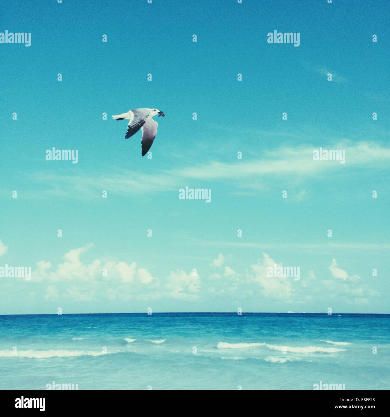 Seagull flying over blue sea Stock Photo - Alamy