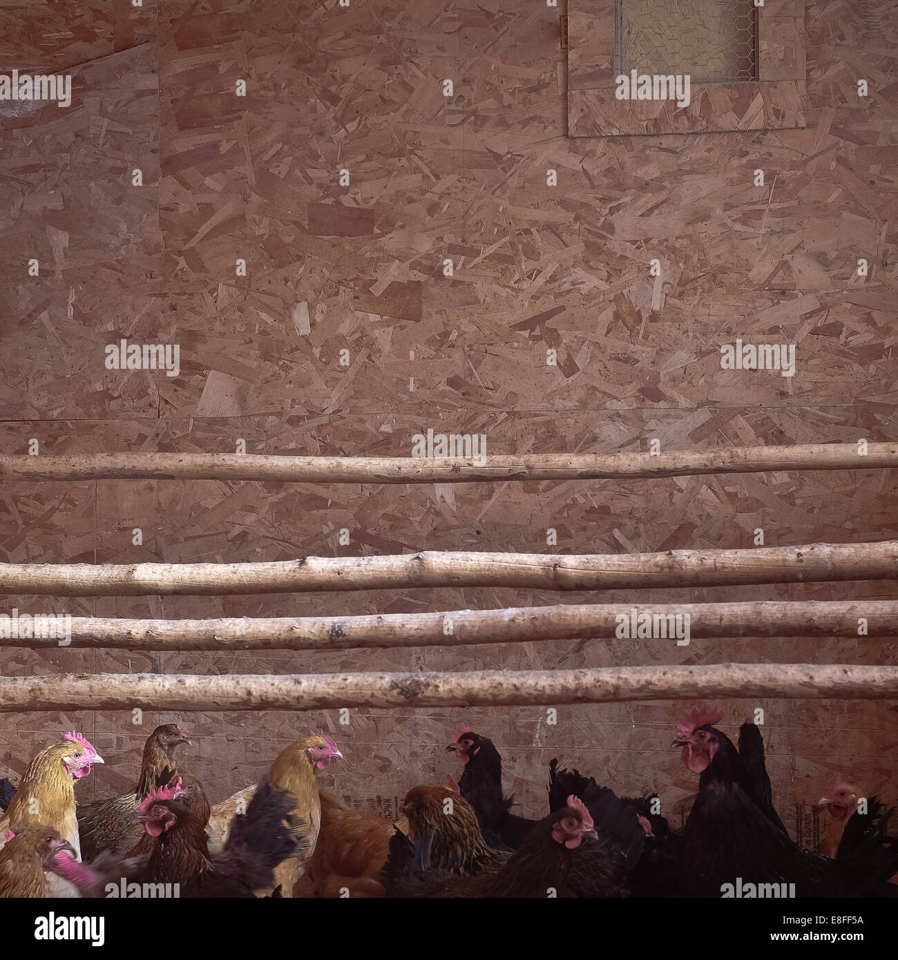 Hen house hi-res stock photography and images - Alamy