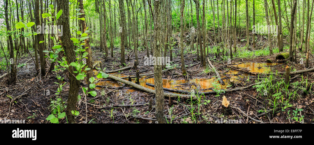 Pollution in forest Stock Photo - Alamy
