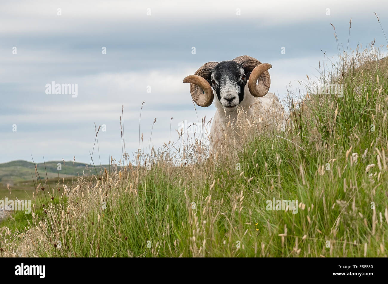 Ram on Hebrides Stock Photo - Alamy