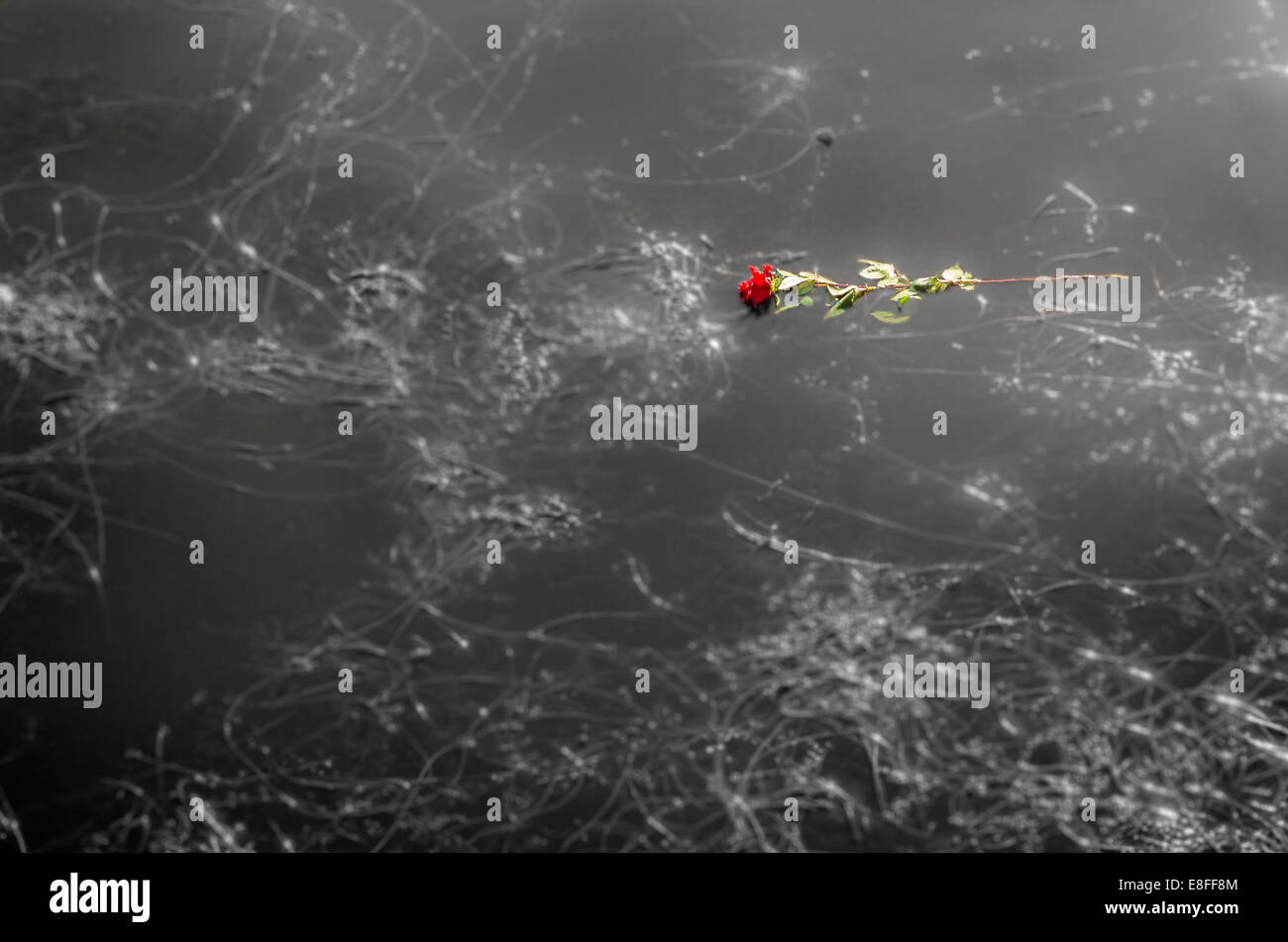 Red Rose in Muddy Water Stock Photo - Alamy