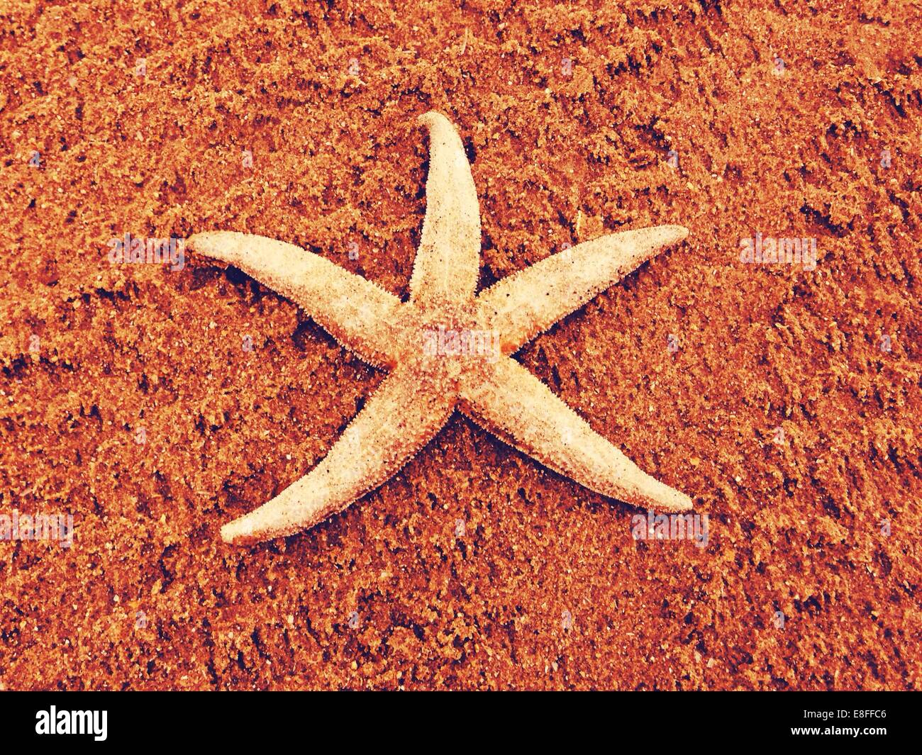 Overhead view of a Starfish on beach Stock Photo - Alamy