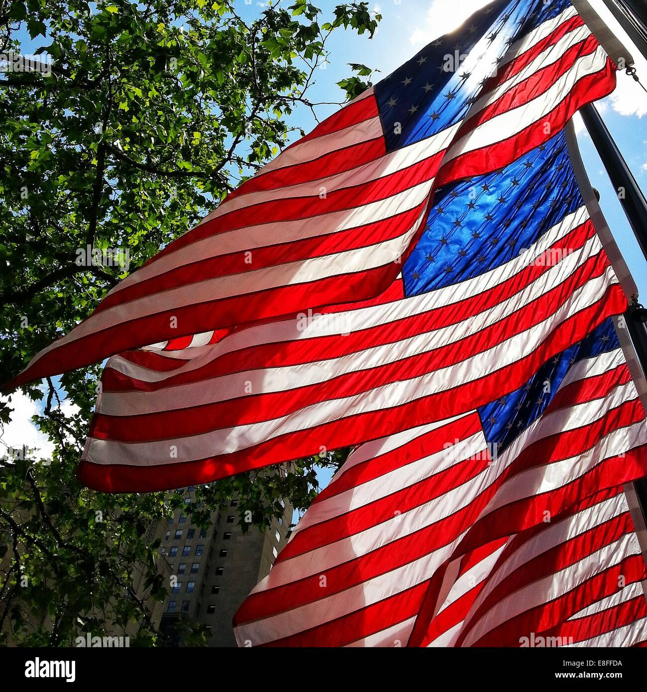 Row of American flags Stock Photo - Alamy