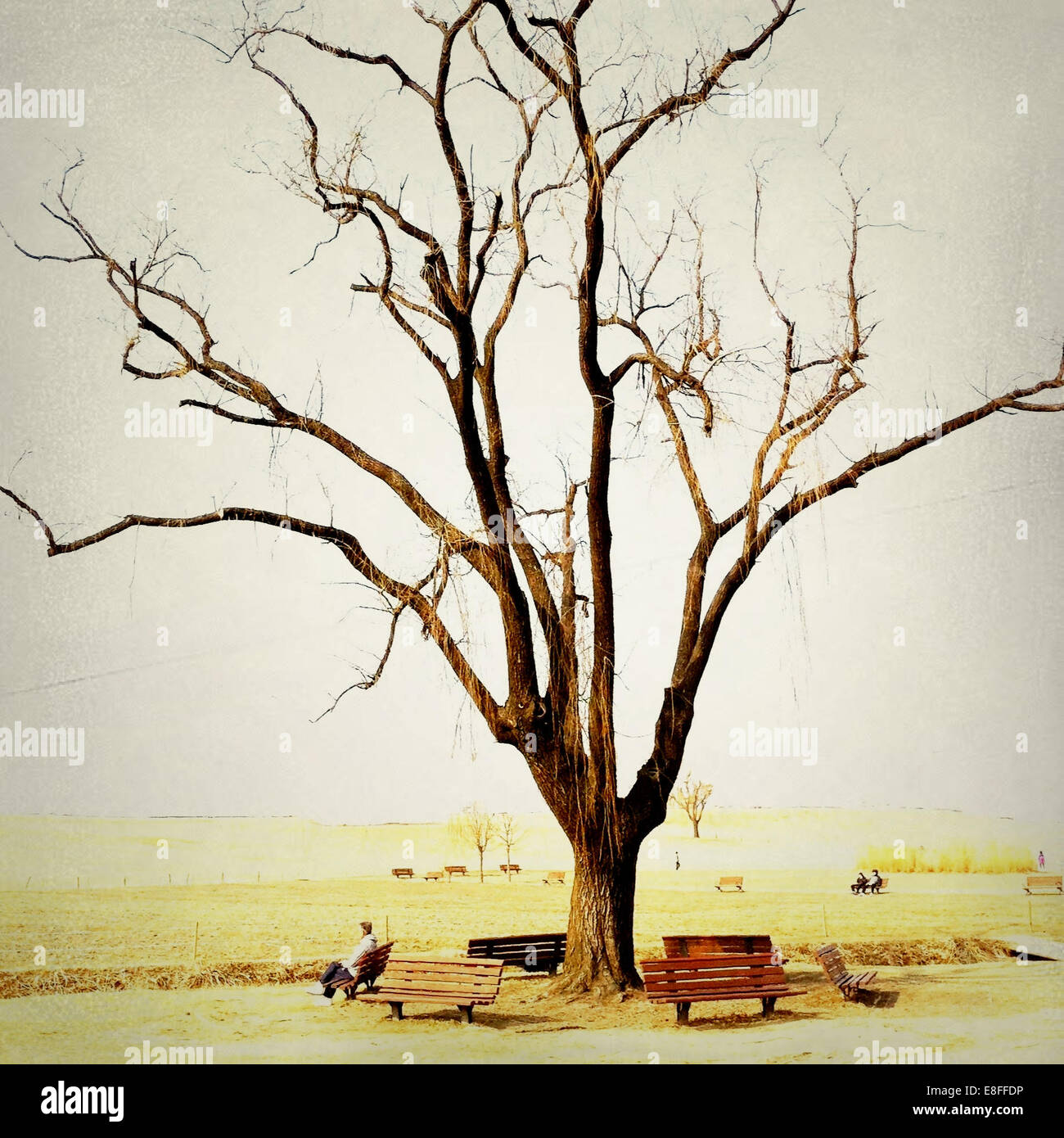 Man on bench under tree hi-res stock photography and images - Alamy