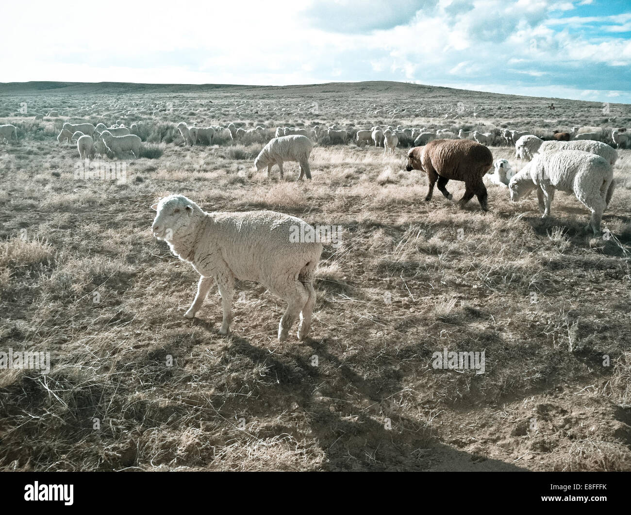 Herd of sheep hi-res stock photography and images - Alamy