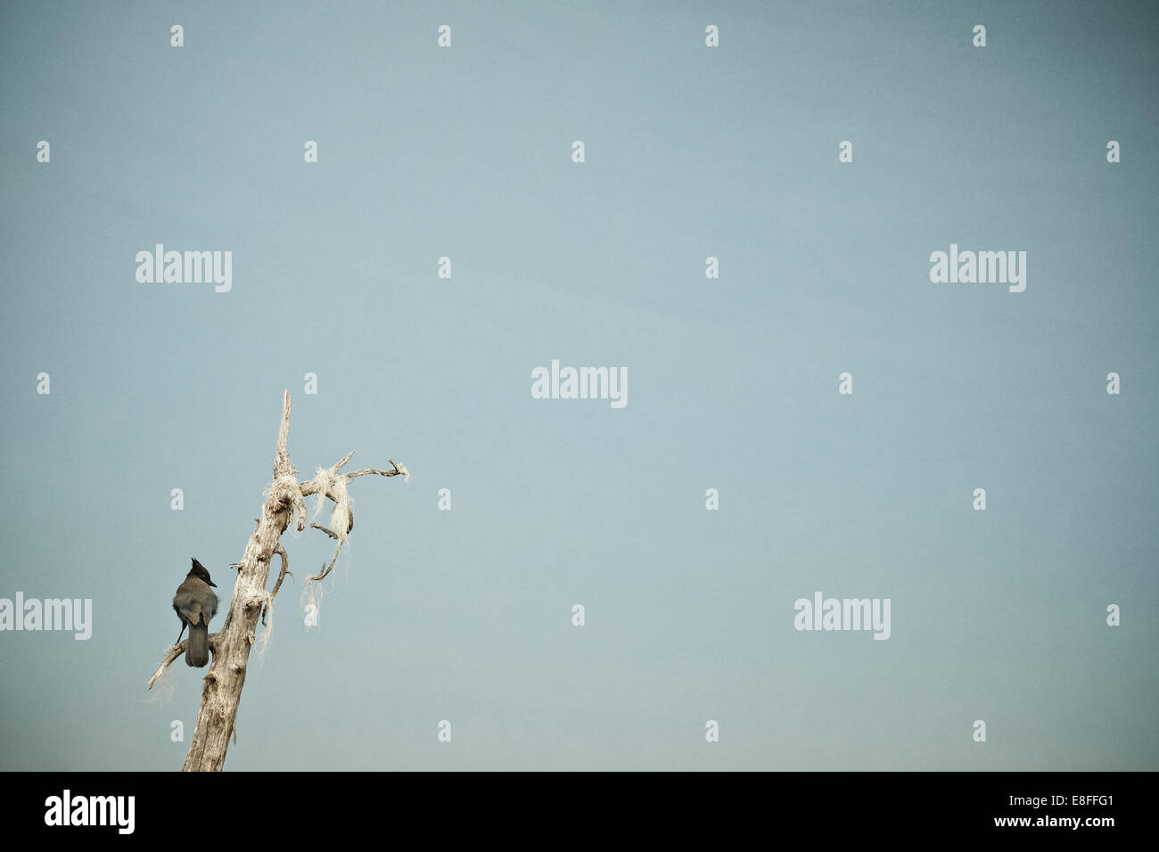 Bird on tree branch Stock Photo - Alamy