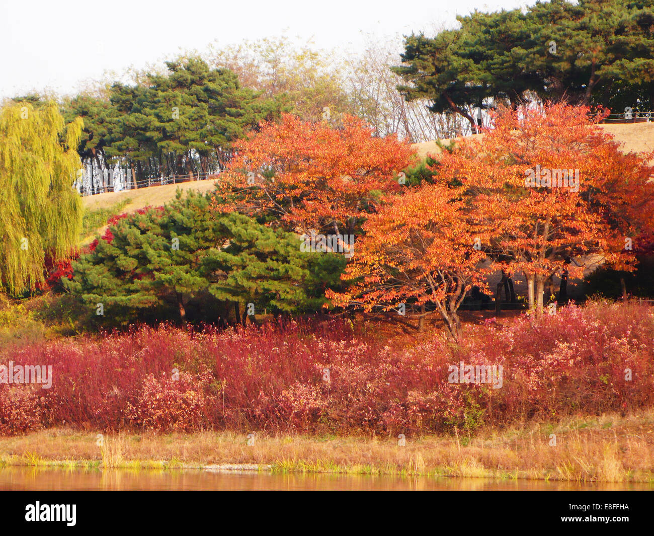 Multi-colored fall foliage in park, Seoul, South Korea Stock Photo - Alamy