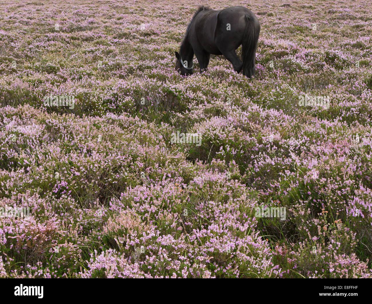 Rear view of new forest pony grazing on heather, Hampshire, England ...