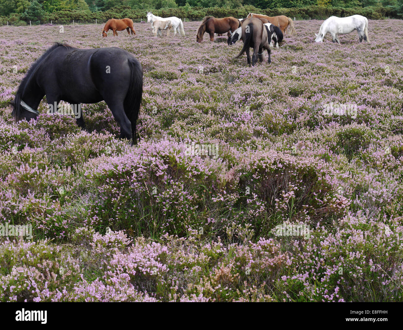 New Forest Ponies Wild England Hi res Stock Photography And Images Alamy New Forest Ponies Wild England Hi res Stock Photography And Images Alamy