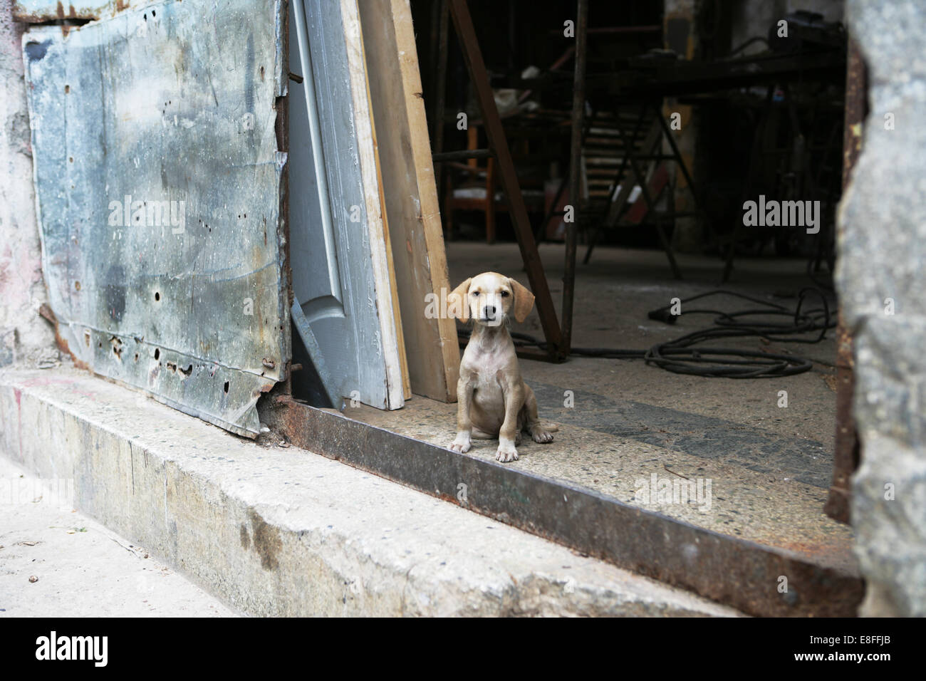 Puppy dog sitting in doorway Stock Photo - Alamy
